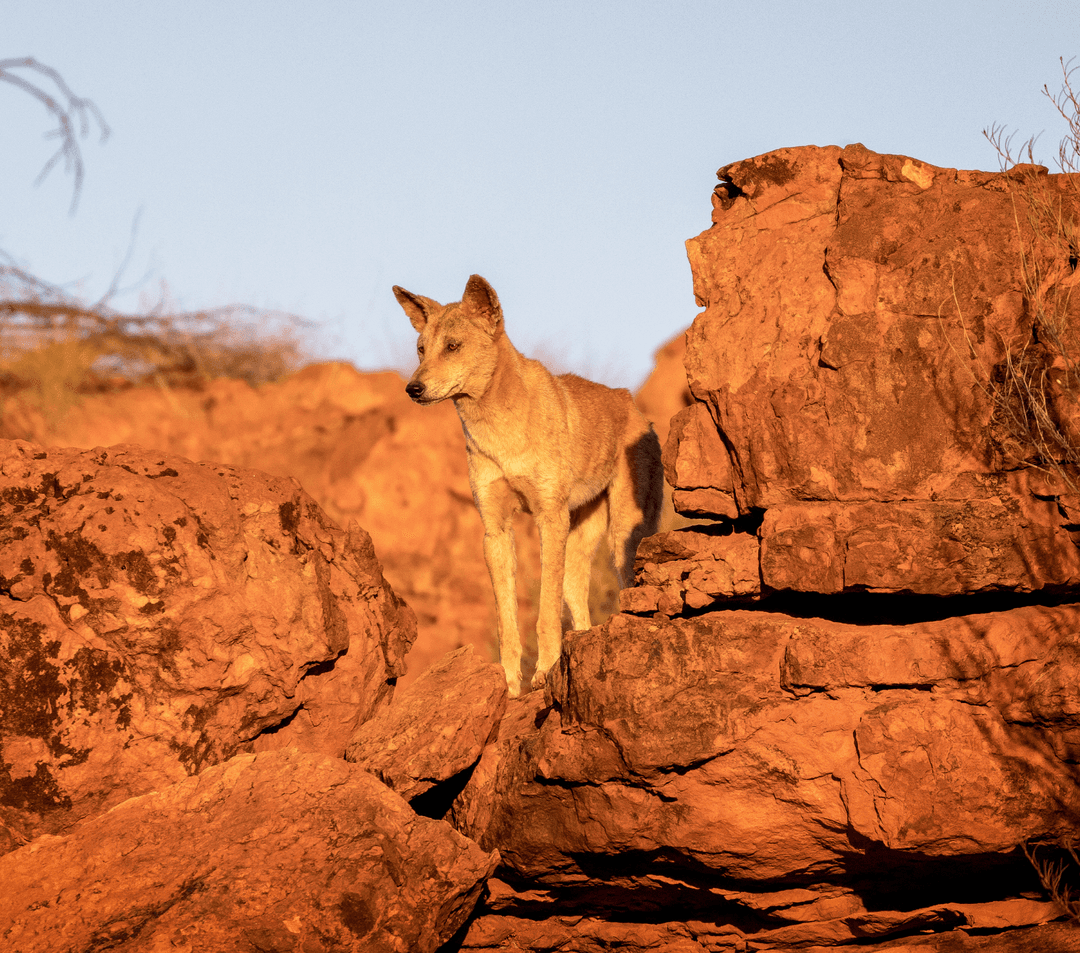 Research reveals when dingoes first arrived in Australia