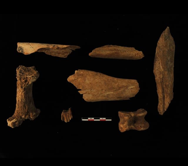 Sofia Samper-Carro - ANU Reporter