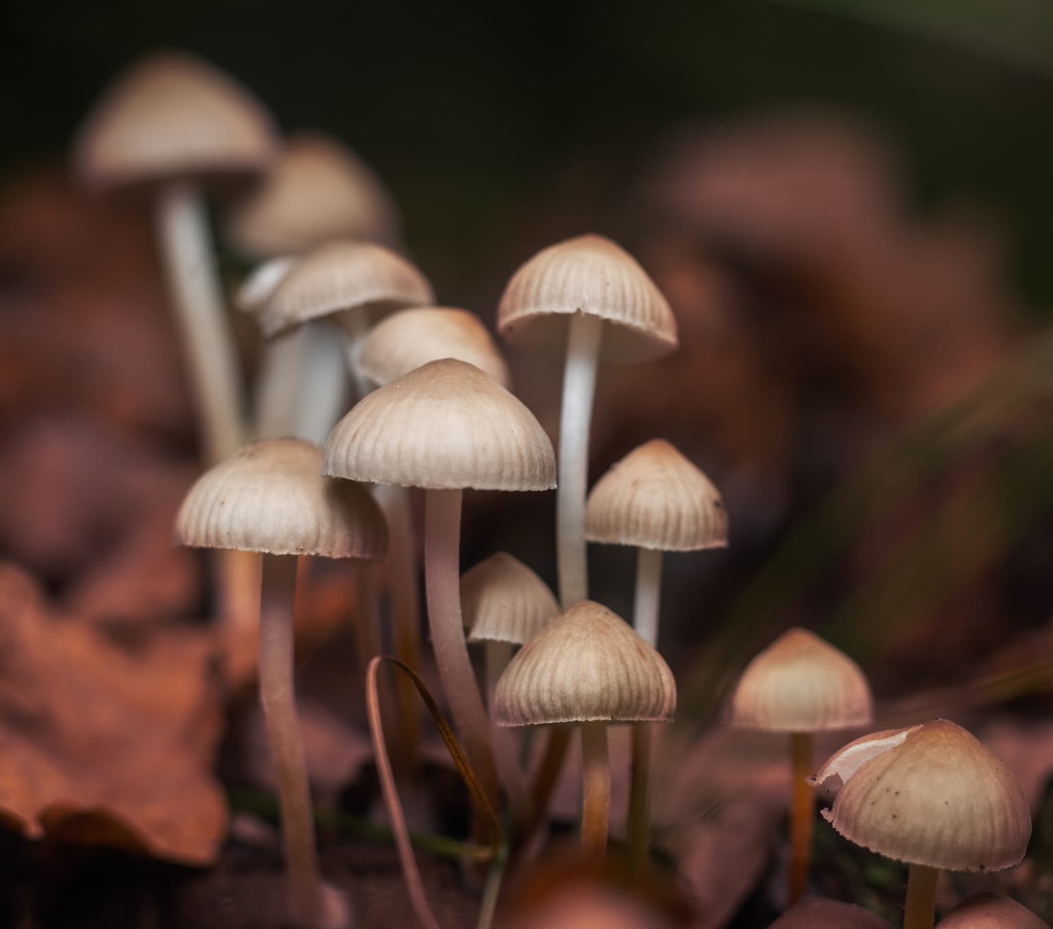 Paul Fitzgerald - ANU Reporter