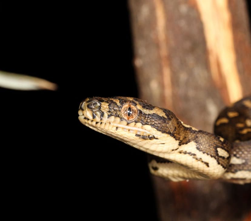 Australian woman found with python parasite in her brain