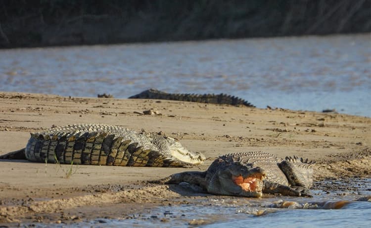 A croc’s life: below the surface, there’s more than meets the eye