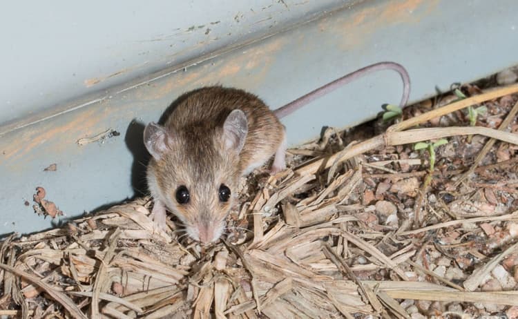 Mice surprise: researchers discover new native mammal species