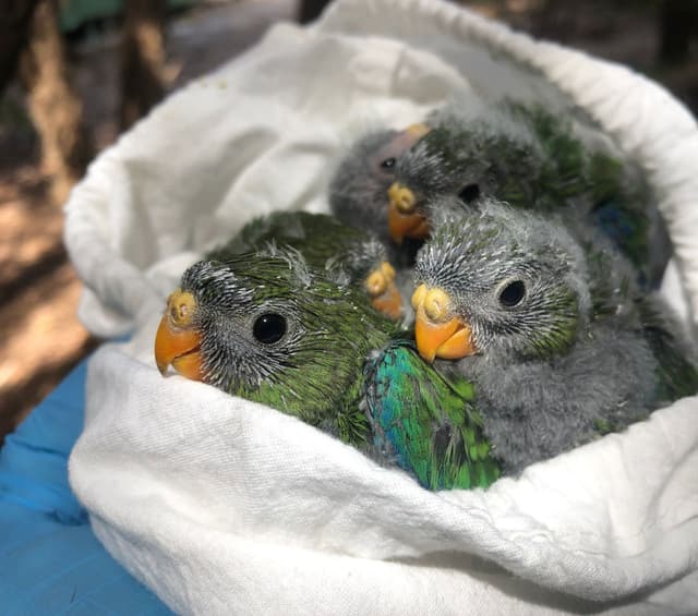 George Olah - ANU Reporter