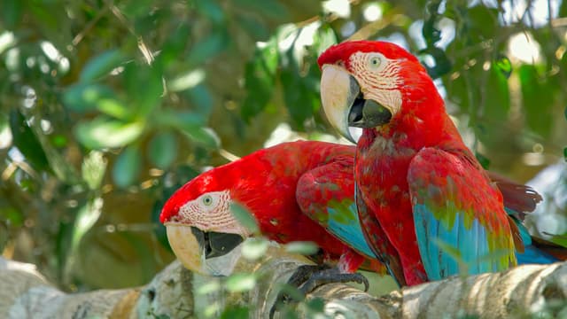 CSI Parrot: Forensic genomics is helping to stop wildlife trafficking
