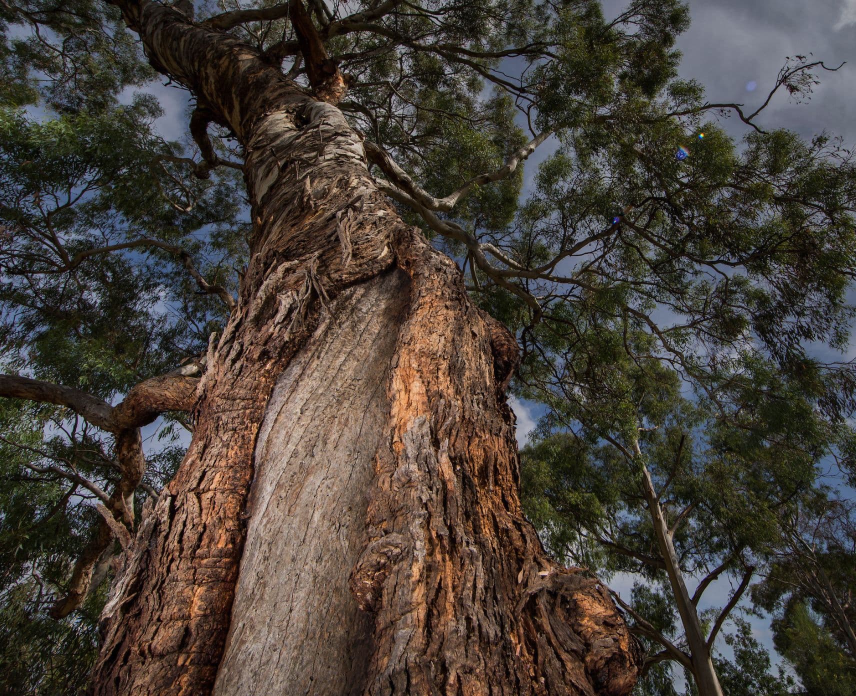 Destruction of Juukan Gorge highlights flaws in native title