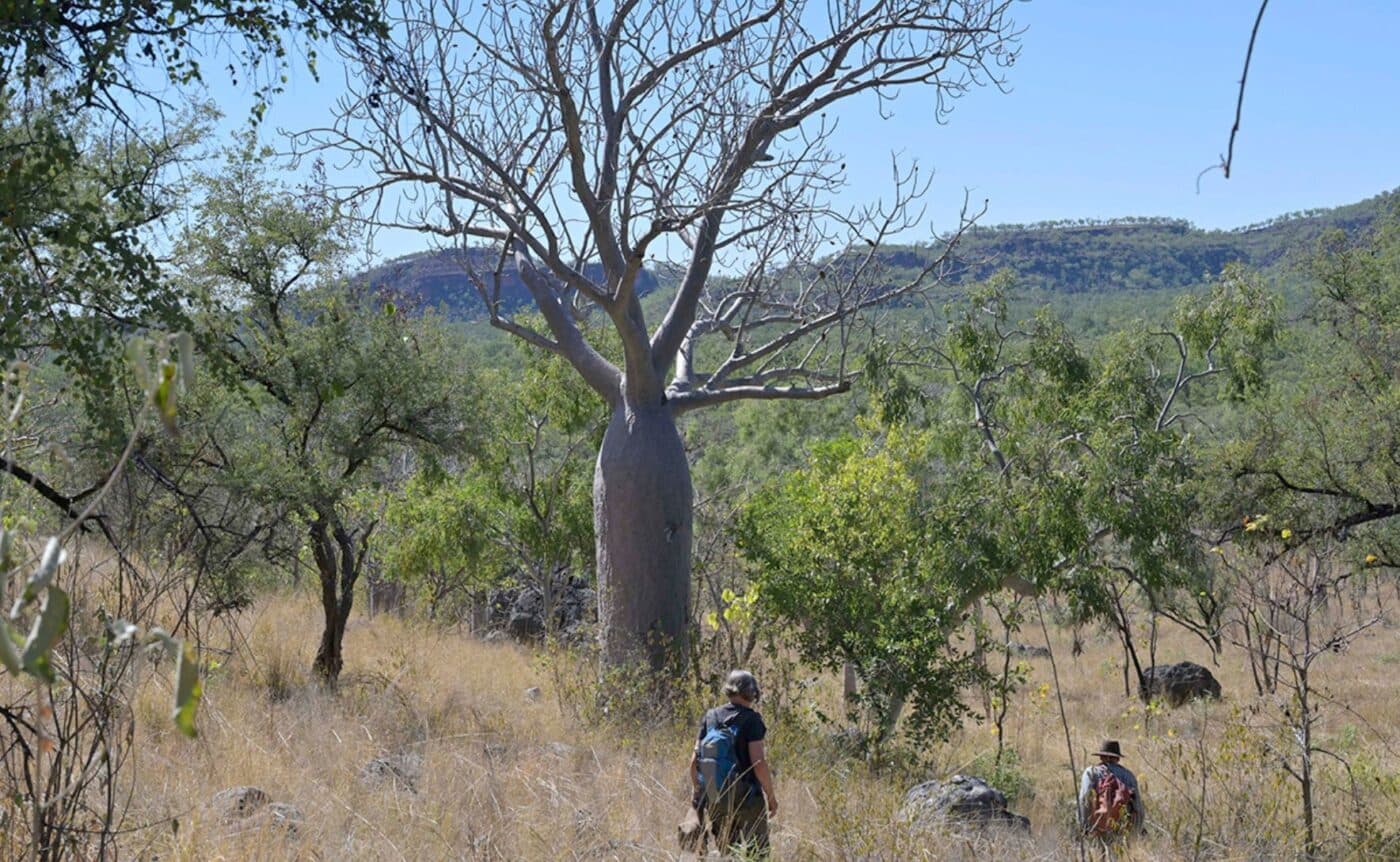 Unseeded: bringing Australian boab trees to Canberra