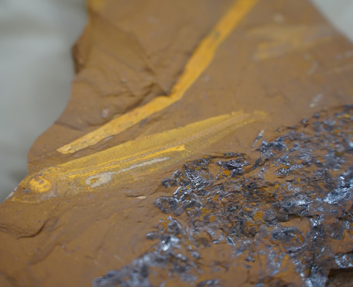 Scientists discover 15 million-year-old Australian fish fossil