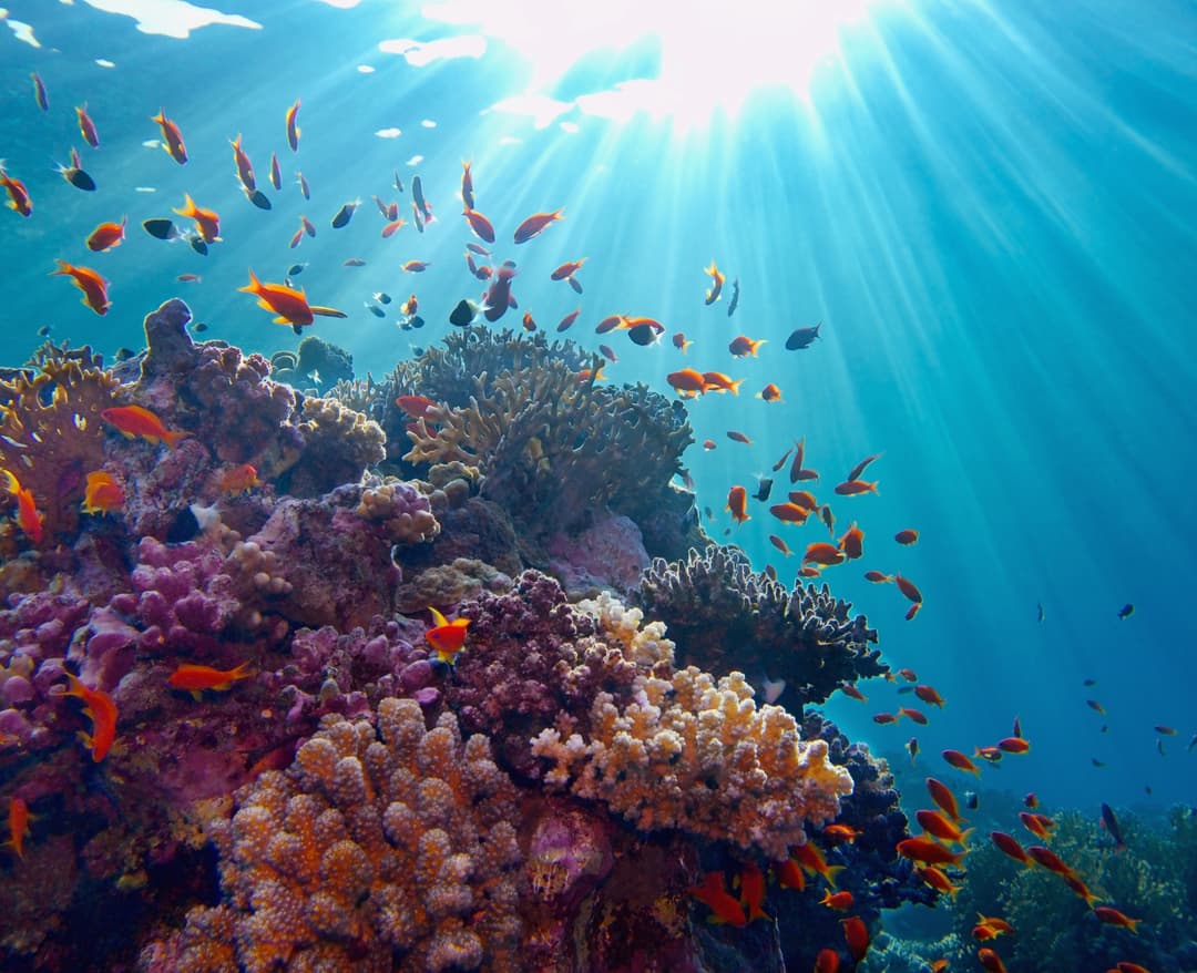 Australia’s environment shows signs of improvement, but our ecosystems ...