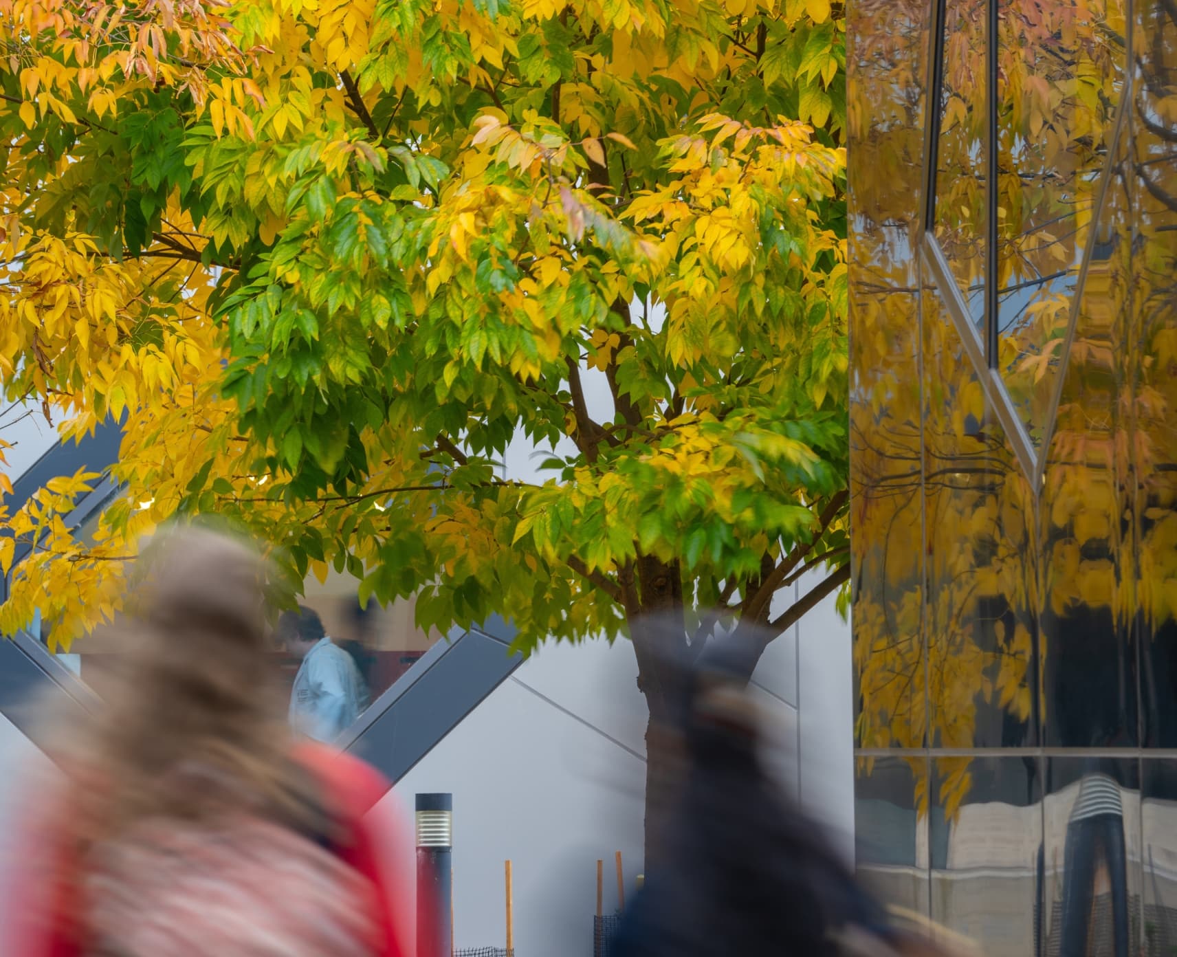Philippines once home to extinct giant “cloud rats”