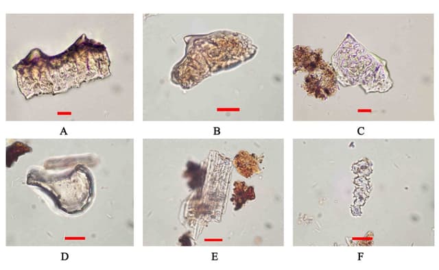 Ancient grains: oldest rice in Pacific found in remote cave