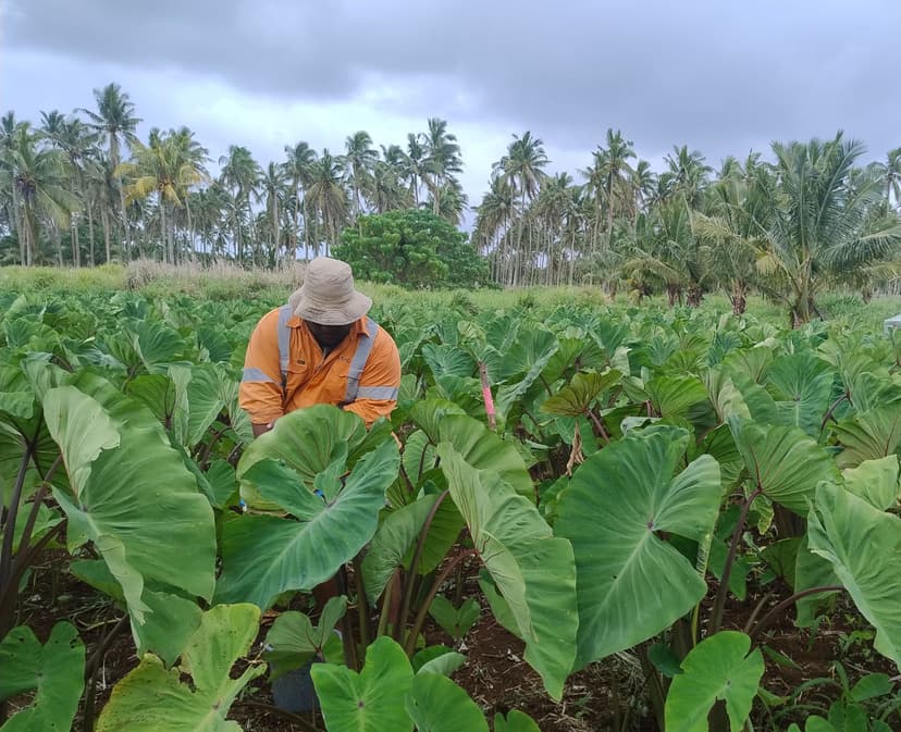 ANU scientists are drought-proofing crops in the Pacific