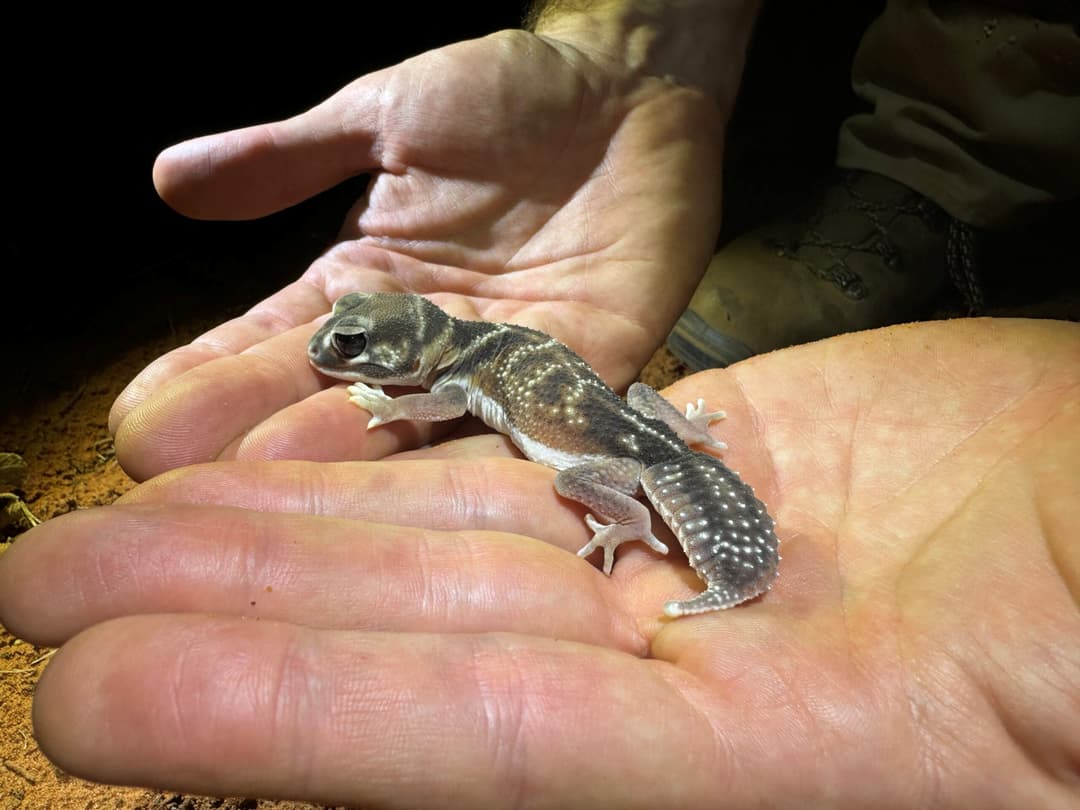 A workspace with deserts, pet lizards and unravelled genomes