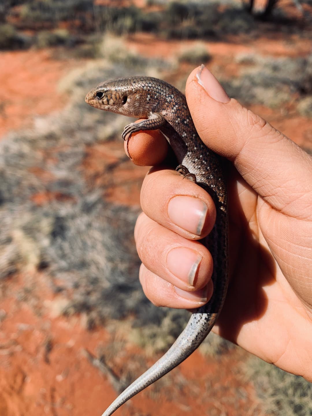 A workspace with deserts, pet lizards and unravelled genomes