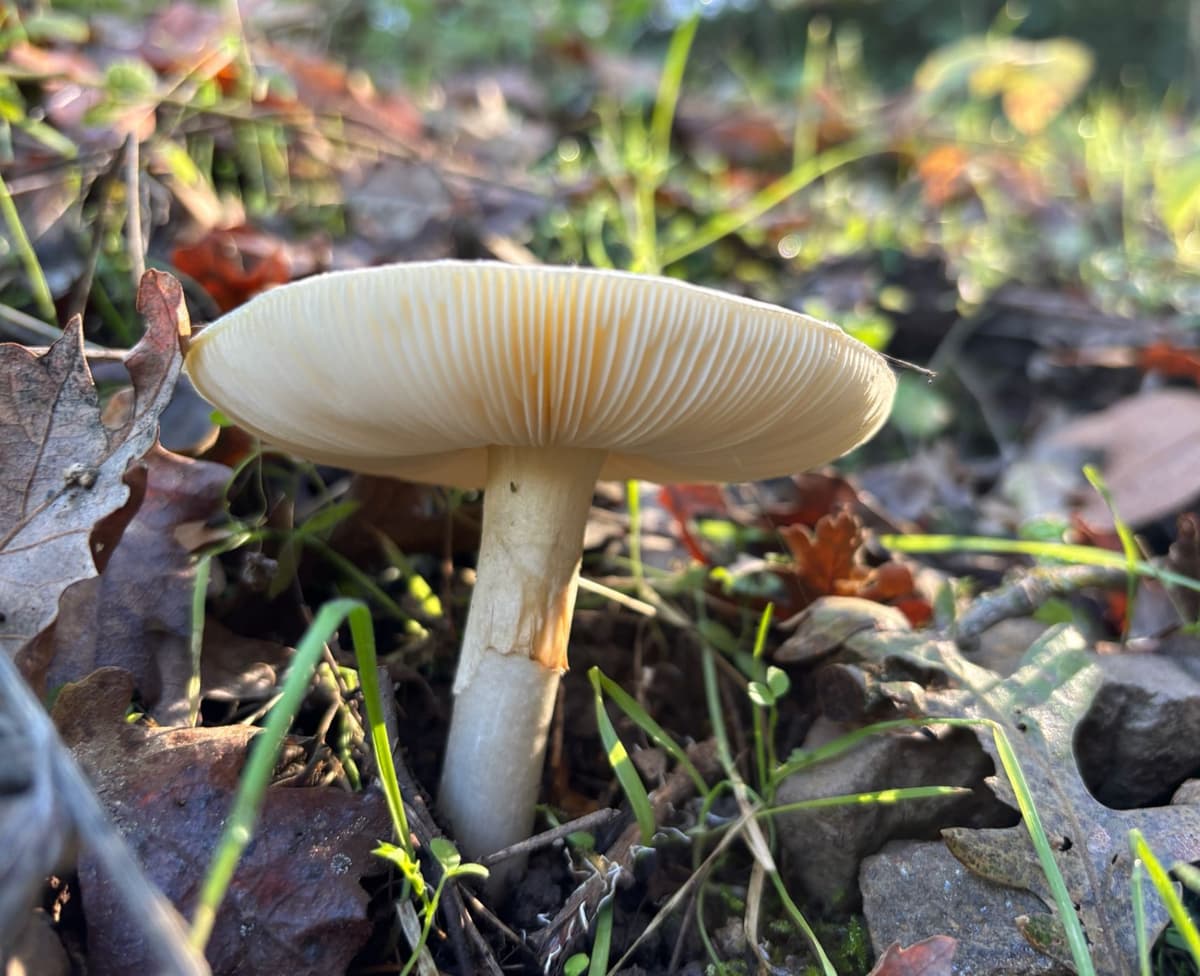 The Mushroom Murder case illuminates historical gender patterns in ...